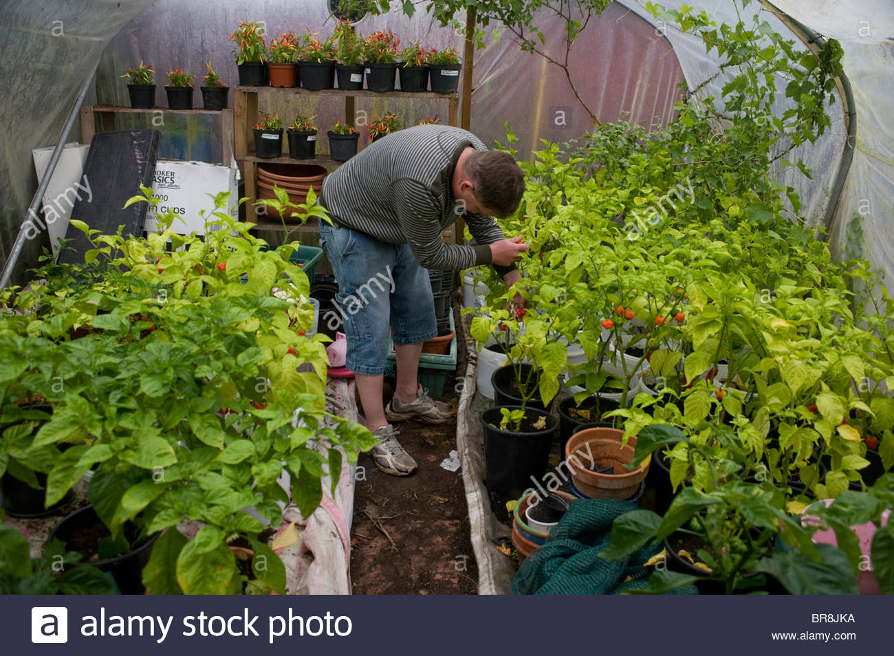 Scoville Scale Stock Photos & Scoville Scale Stock Images - Alamy