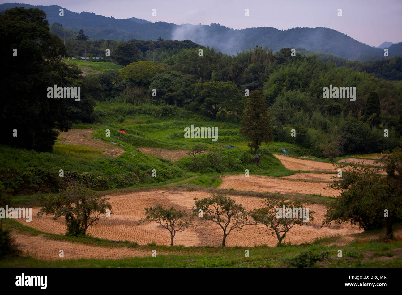 Harvested rice field Stock Photo - Alamy