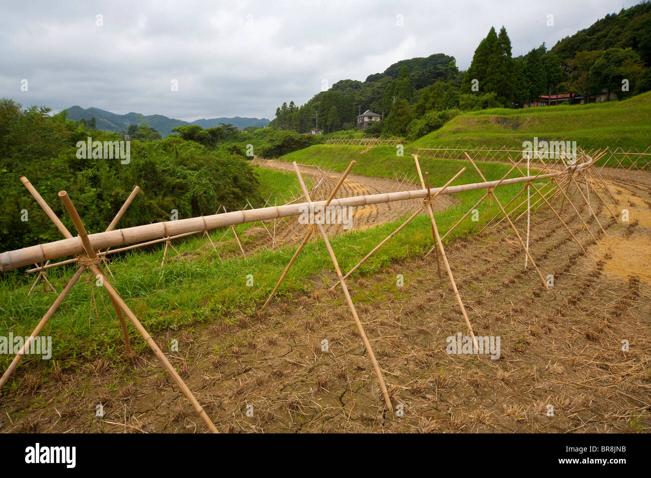 Harvested rice field Stock Photo - Alamy