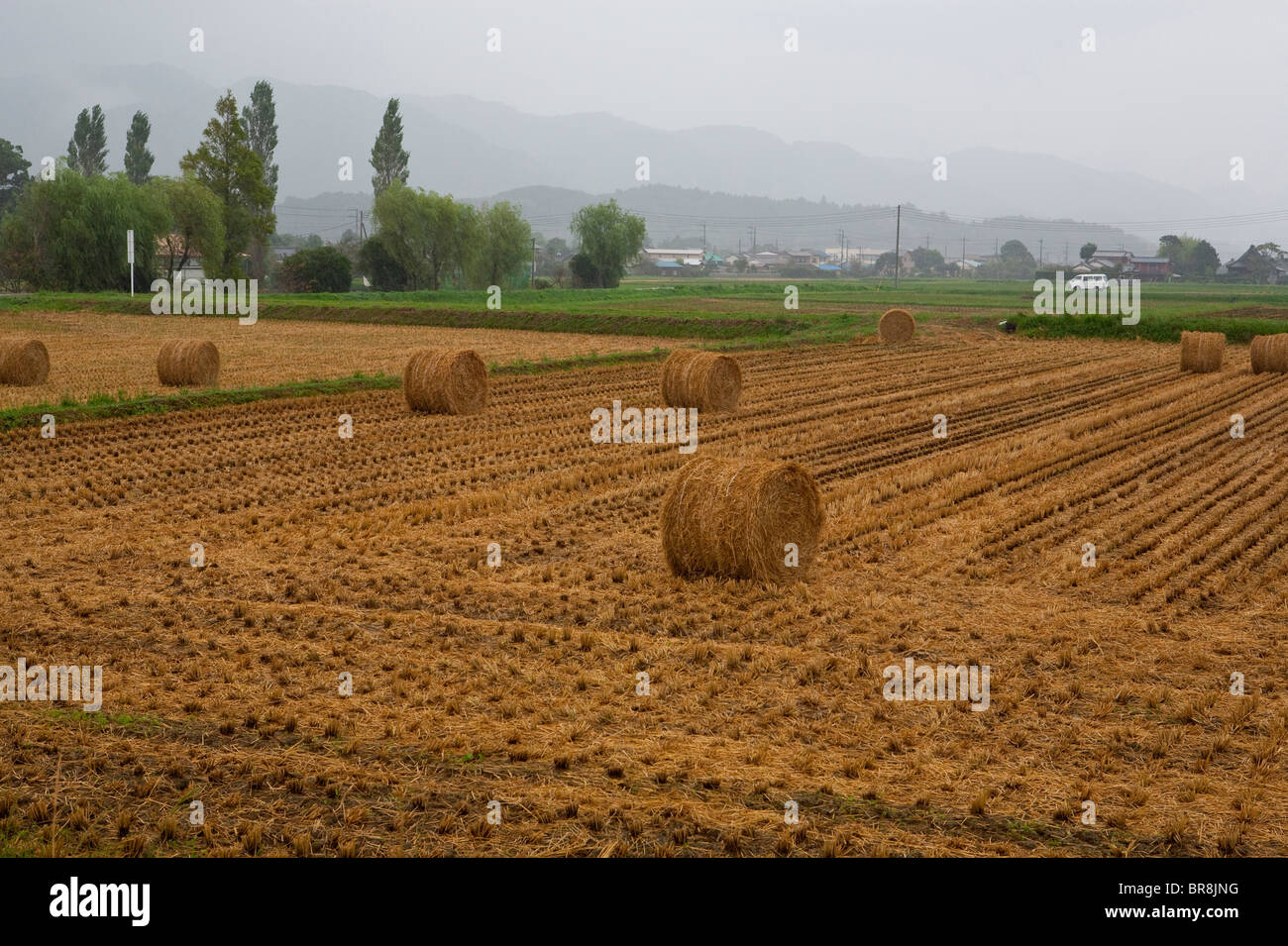 Rice bale hi-res stock photography and images - Alamy