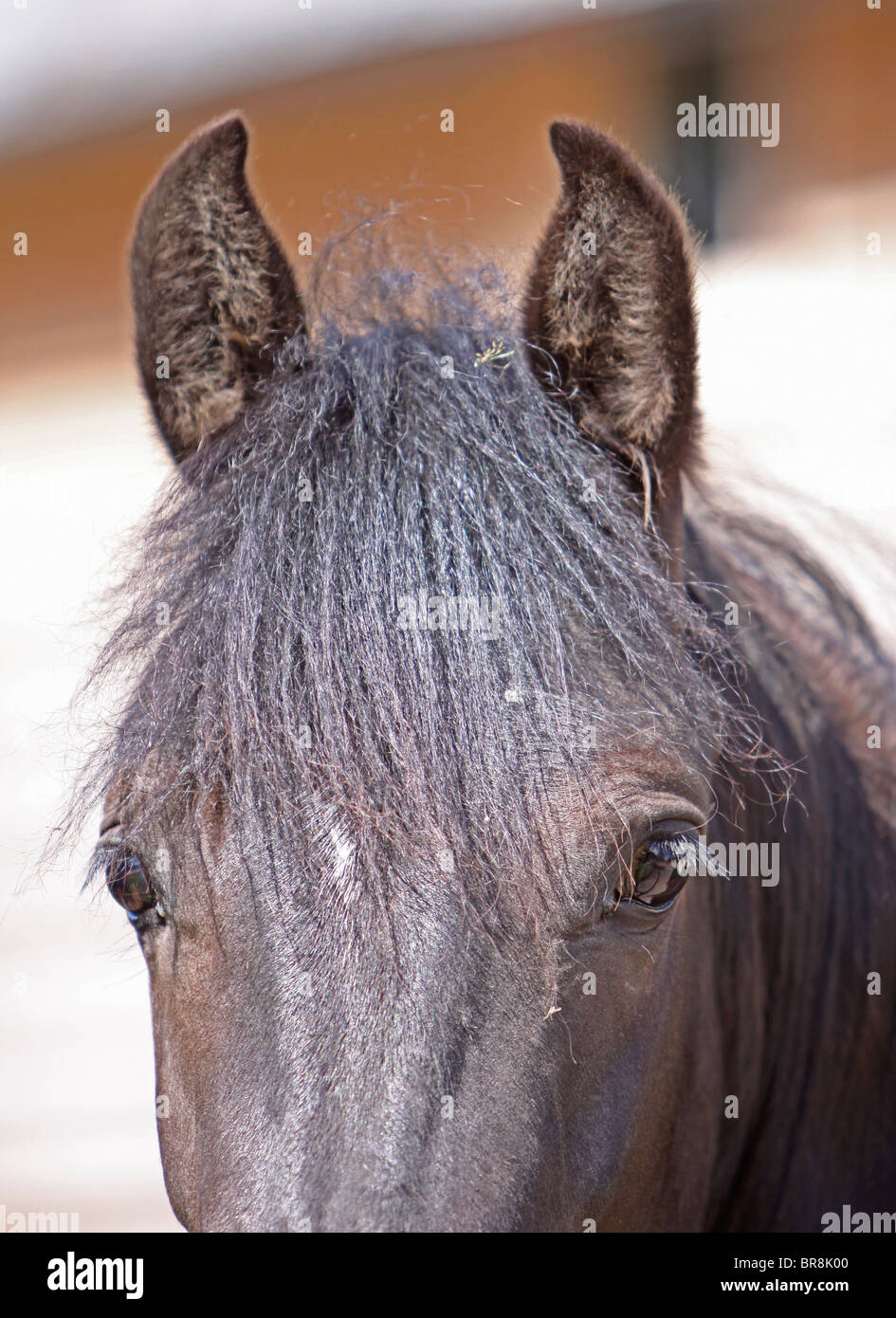 Head of a brown Morgan horse Stock Photo - Alamy