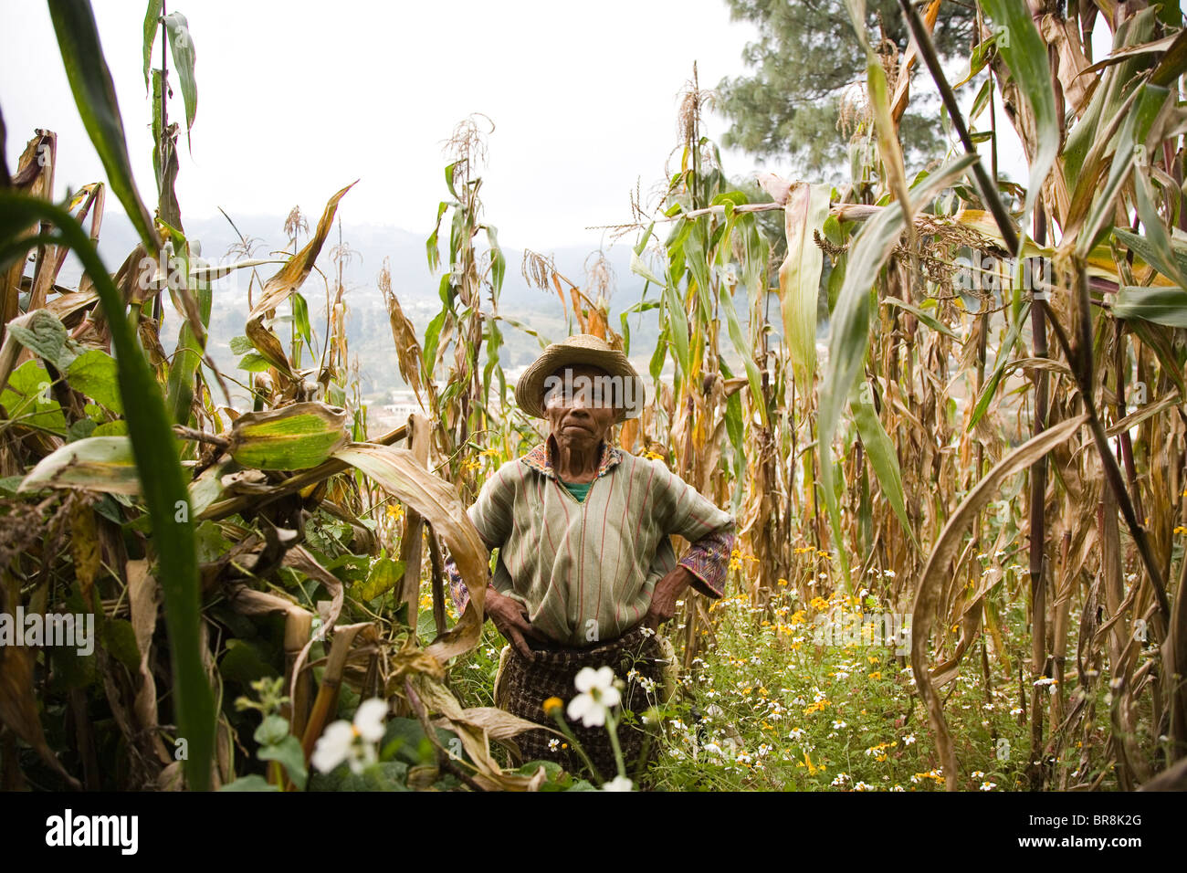 A indigenous Guatemalan man stands in a corn field in rural Guatemala ...