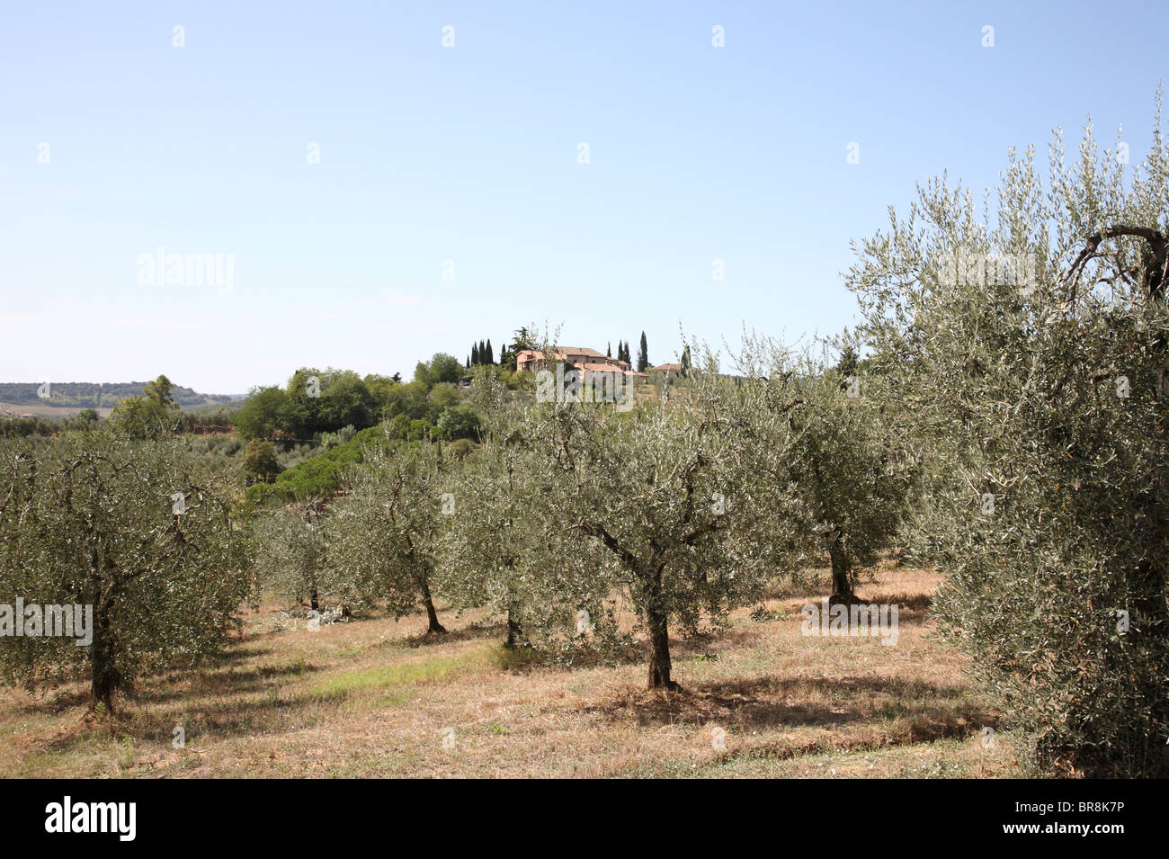 Field of olive tree hi-res stock photography and images - Alamy