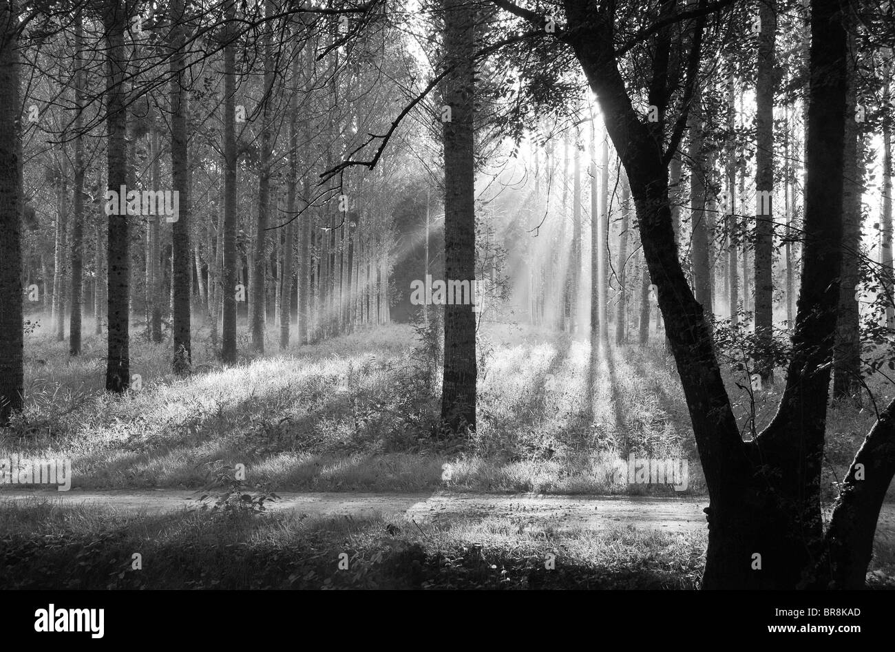 Morning Shadows Trees Stock Photos & Morning Shadows Trees Stock Images ...