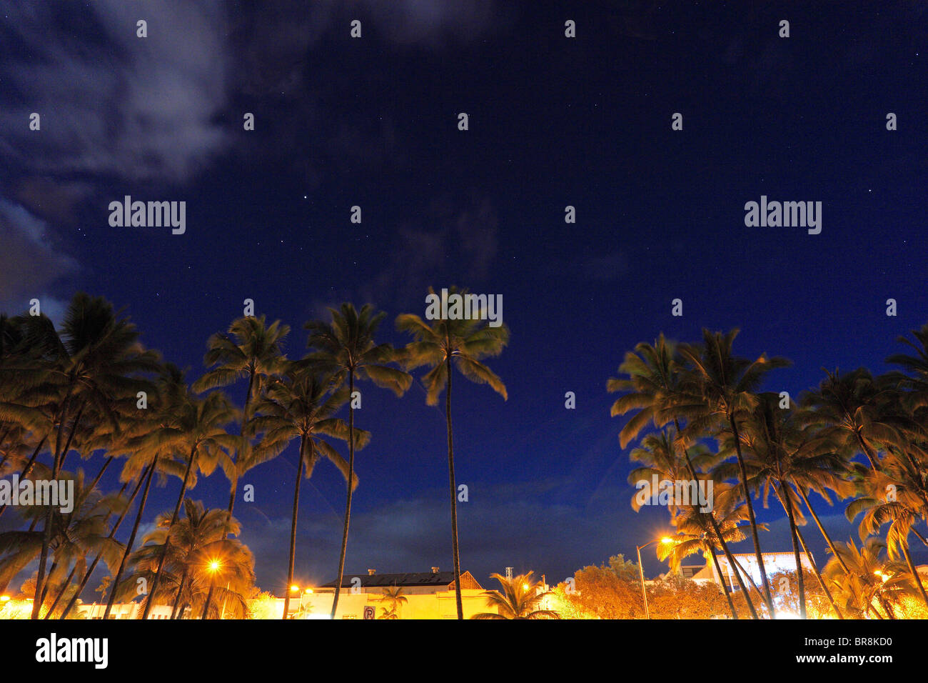 Palm trees at night Stock Photo - Alamy