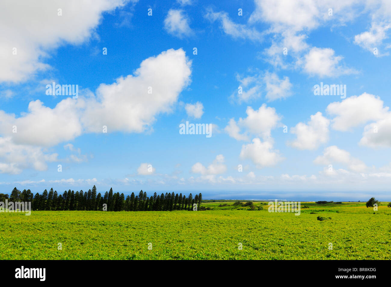 Field and forest Stock Photo - Alamy