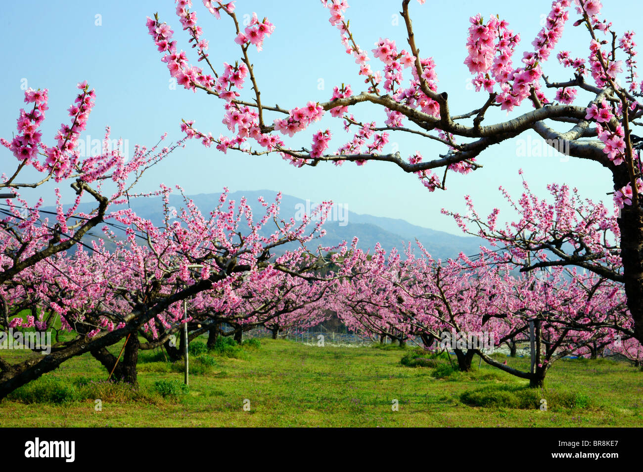 Mt sanage hi-res stock photography and images - Alamy
