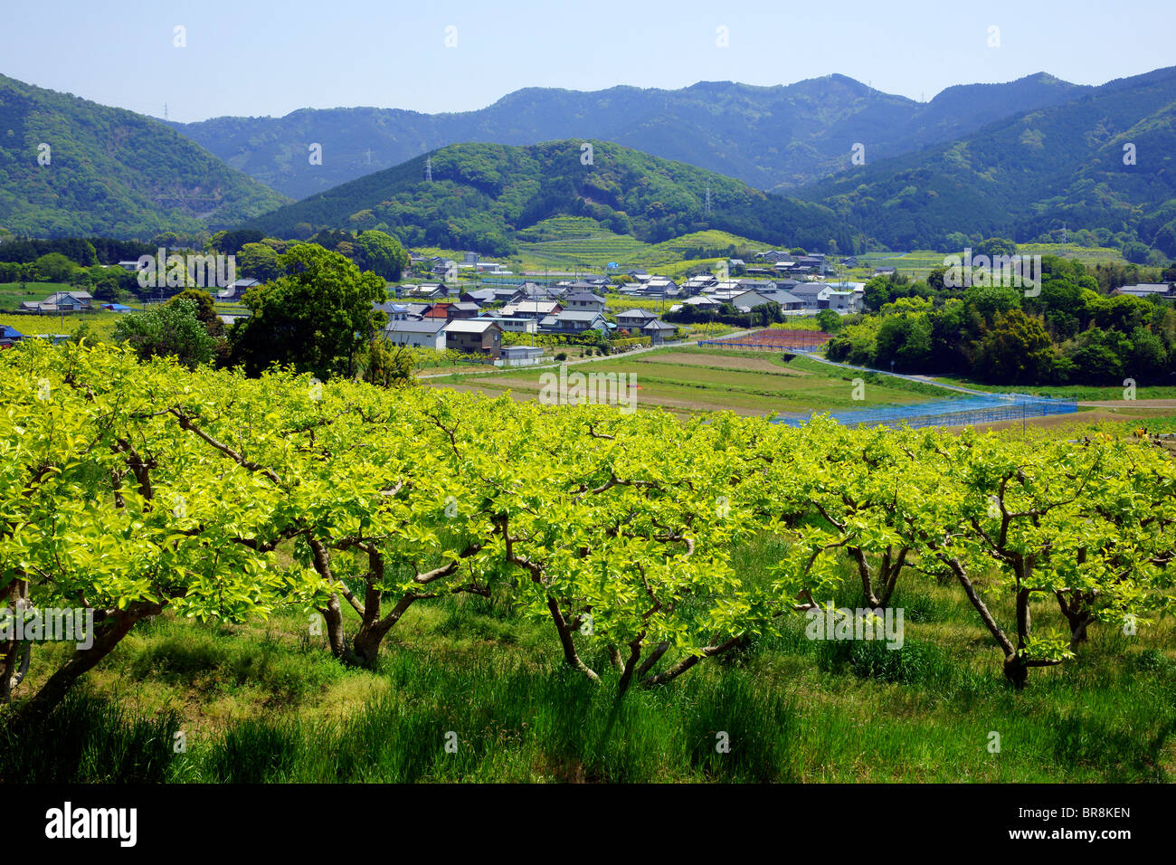 Persimmon orchard hi-res stock photography and images - Alamy