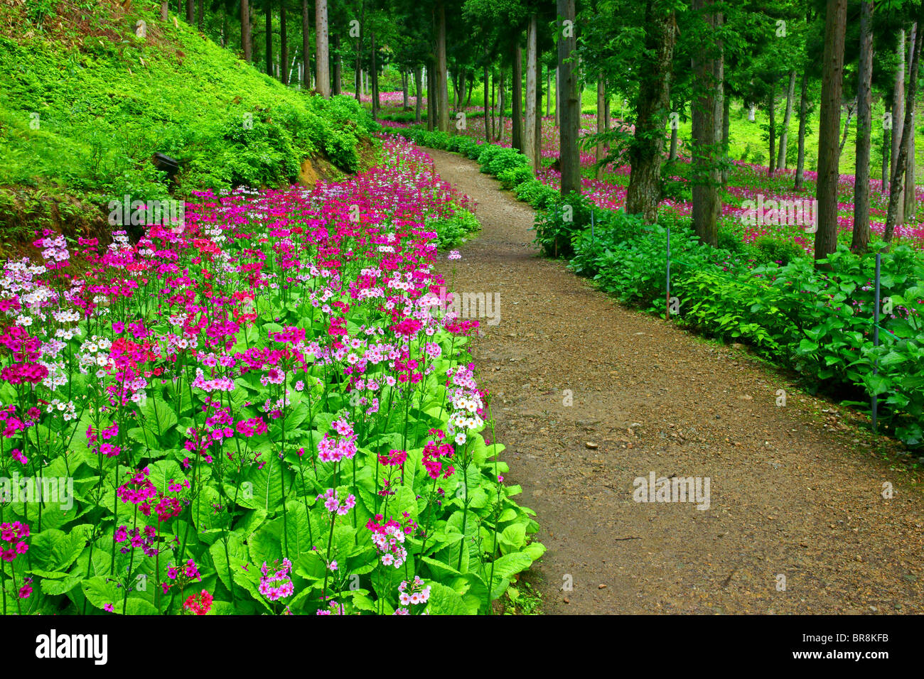 Japanese Primrose (Primula japonica Stock Photo - Alamy