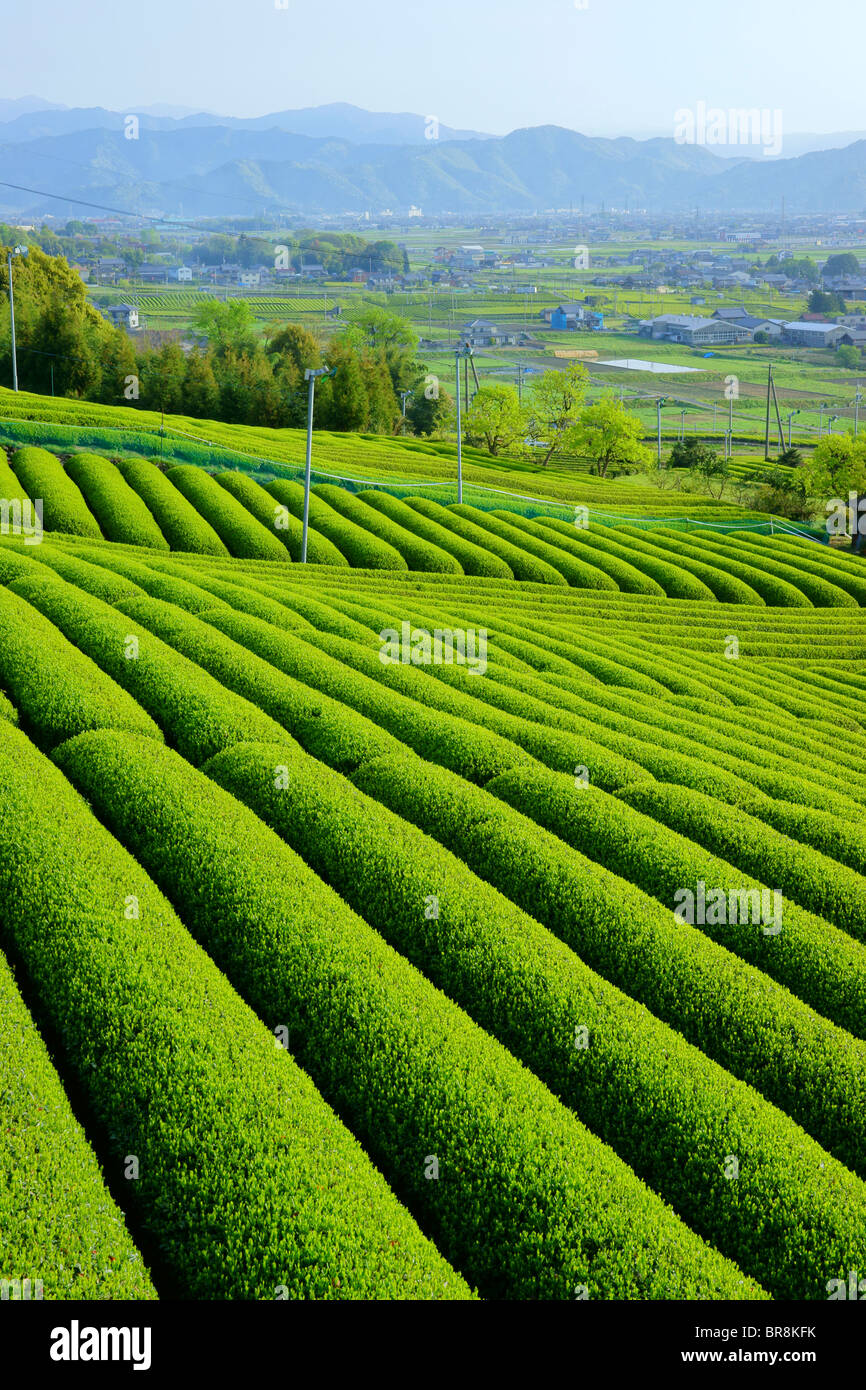 Vertical view tea plantation hi-res stock photography and images - Alamy