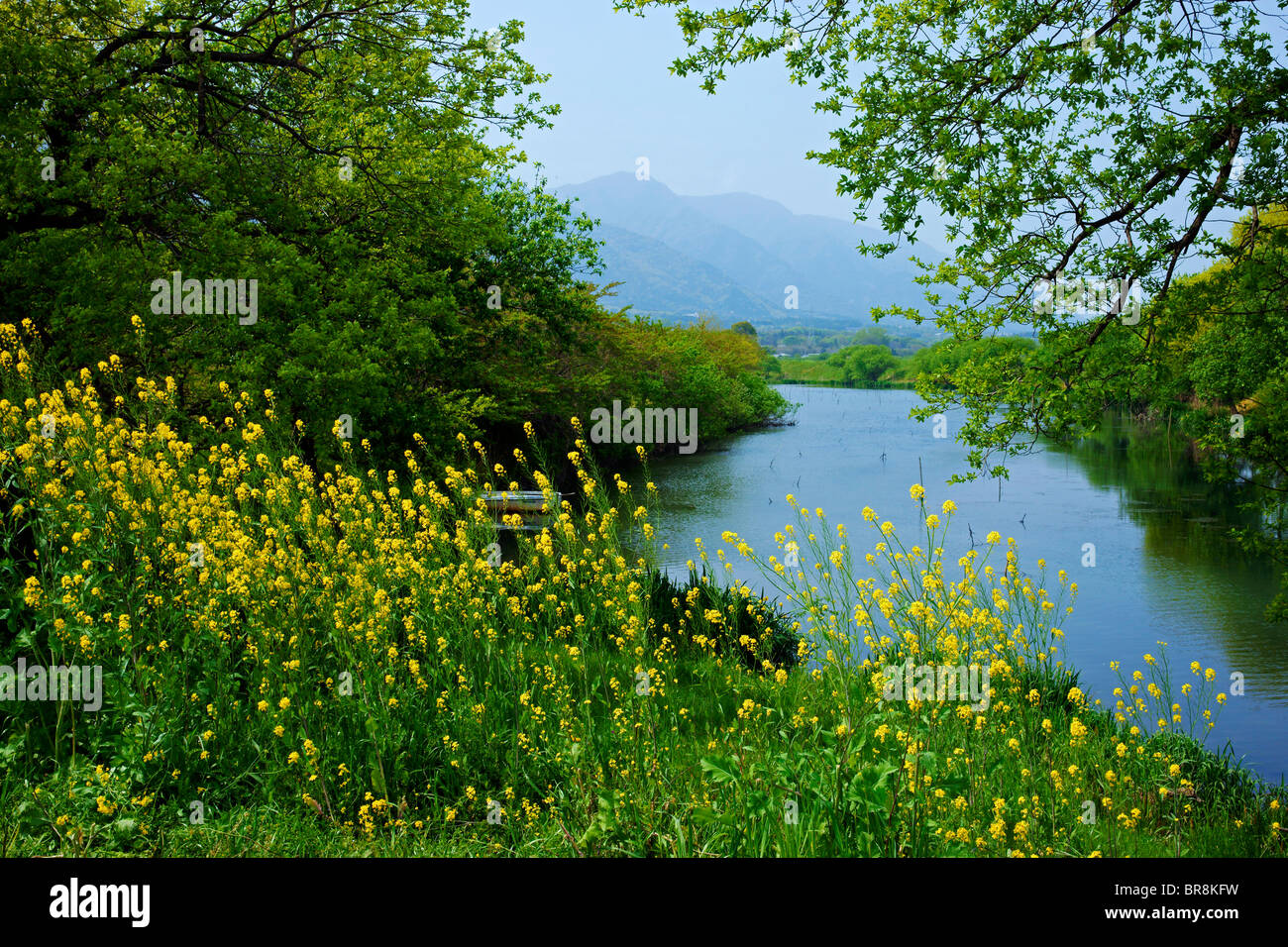 Spring wildflowers river hi-res stock photography and images - Alamy