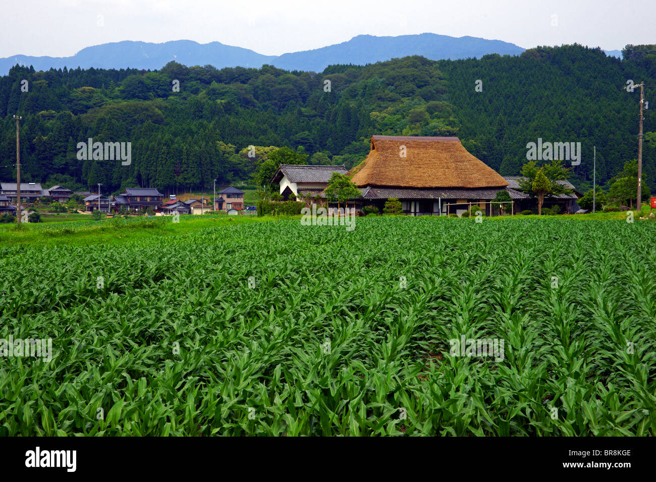 Corn field and Thatched Roof house Stock Photo - Alamy