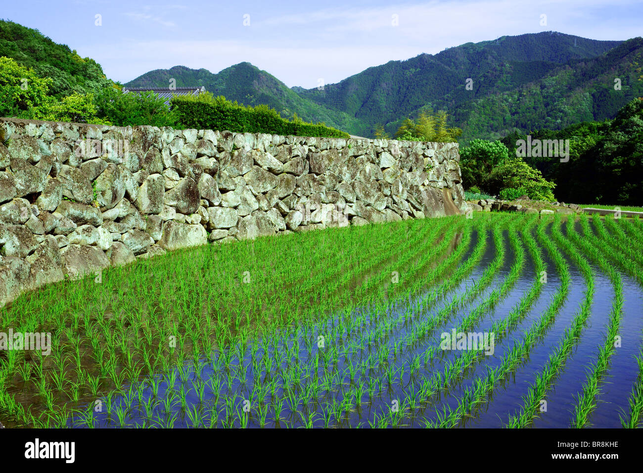 Fukano rice terraces Stock Photo - Alamy