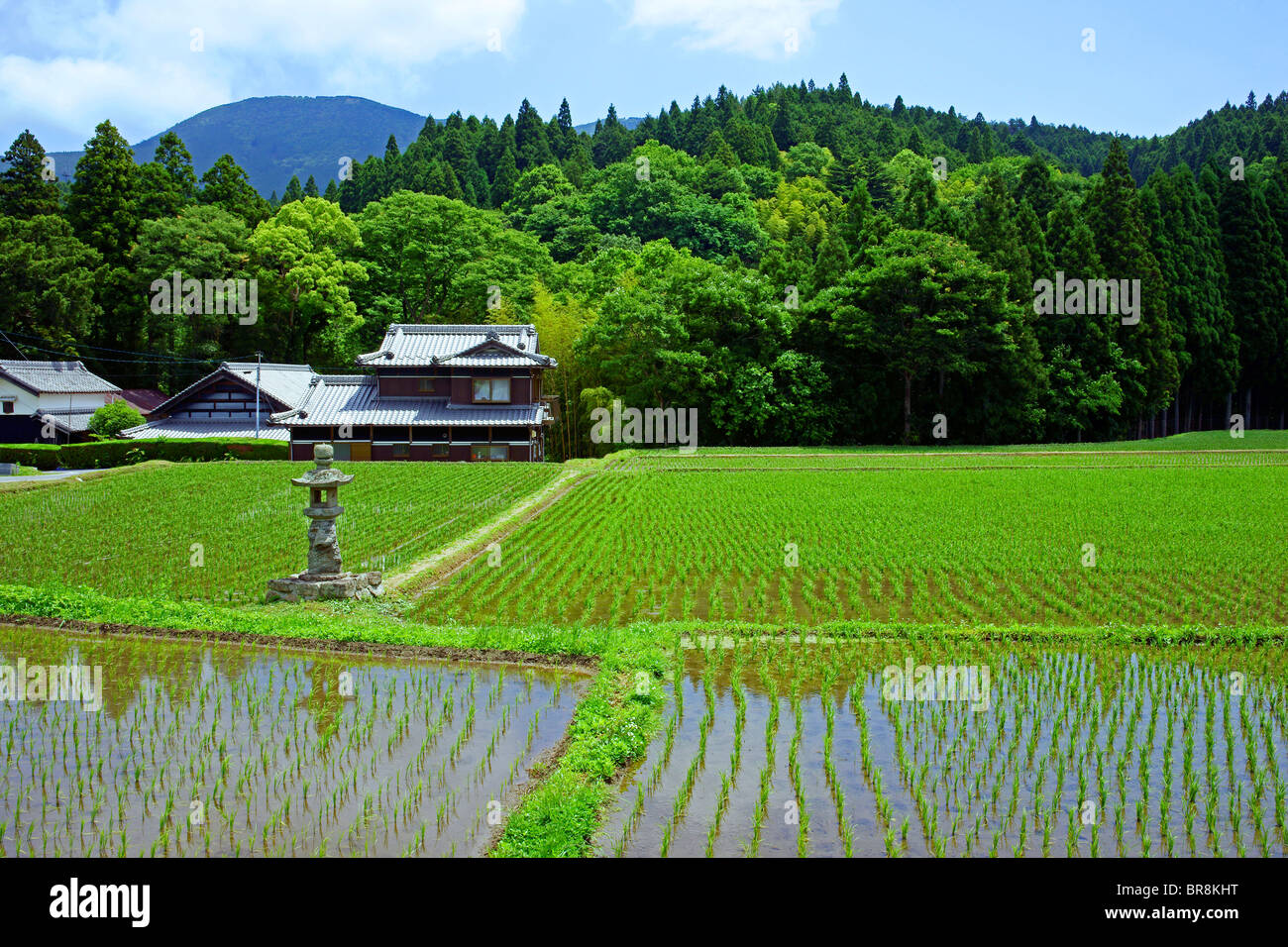 Rice paddy and stone lantern Stock Photo - Alamy