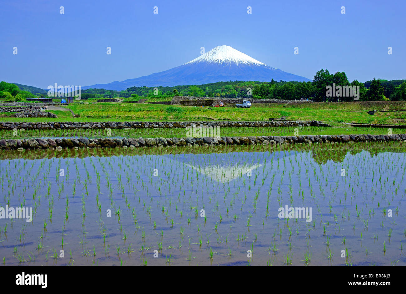 Rice paddies and Mt. Fuji Stock Photo - Alamy