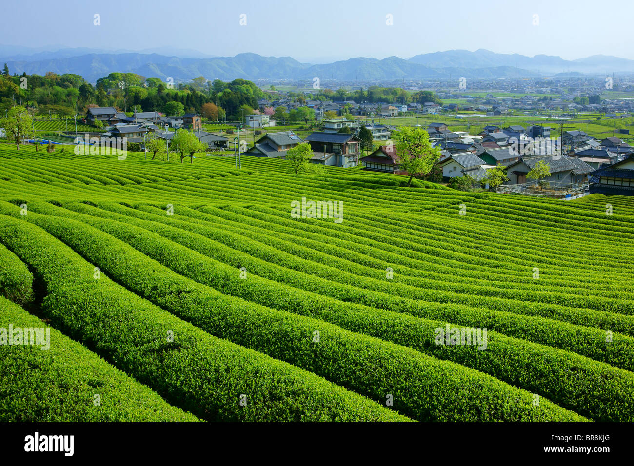 Tea plantation hi-res stock photography and images - Alamy