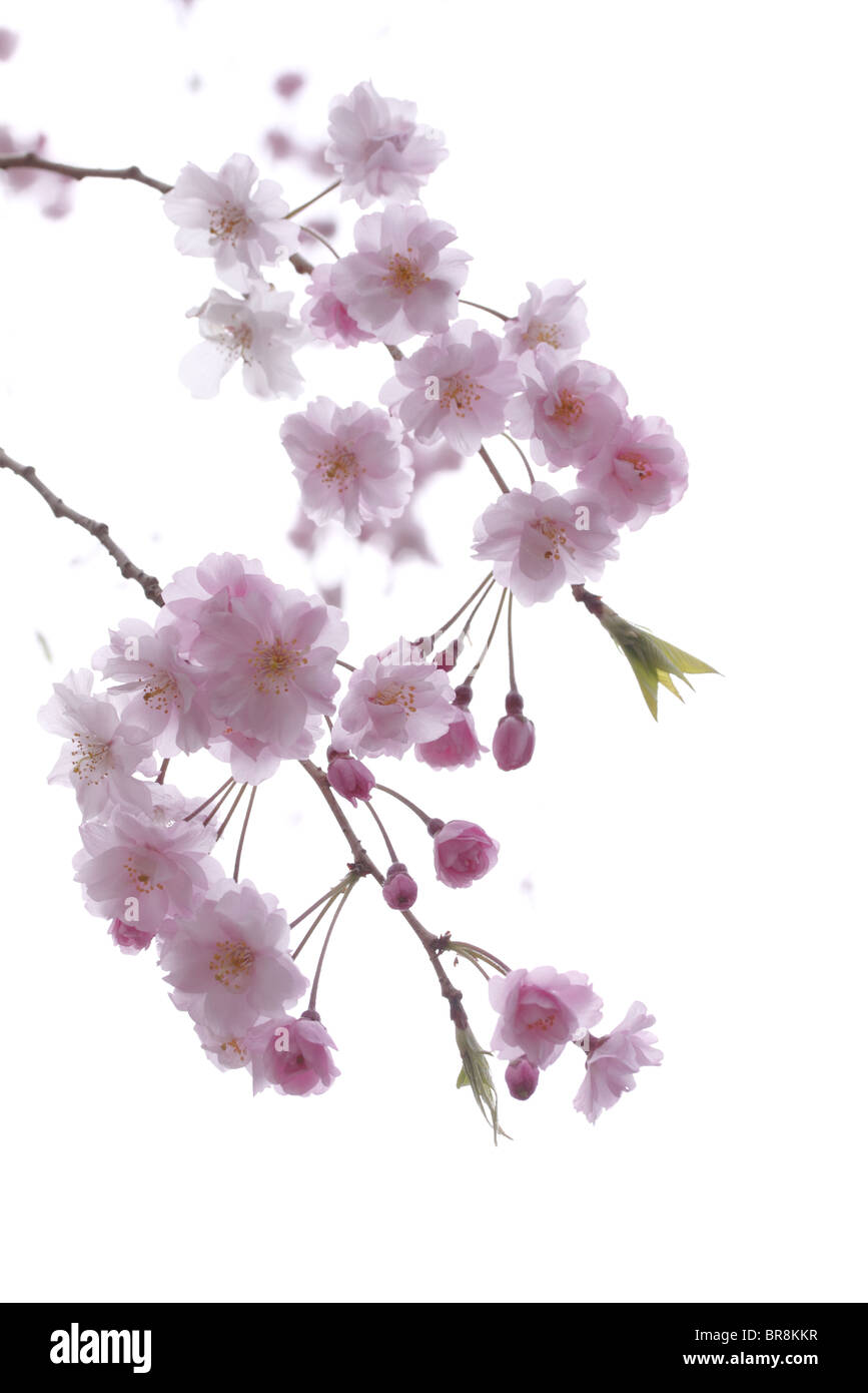 Cherry blossom branches pink Cut Out Stock Images & Pictures - Alamy