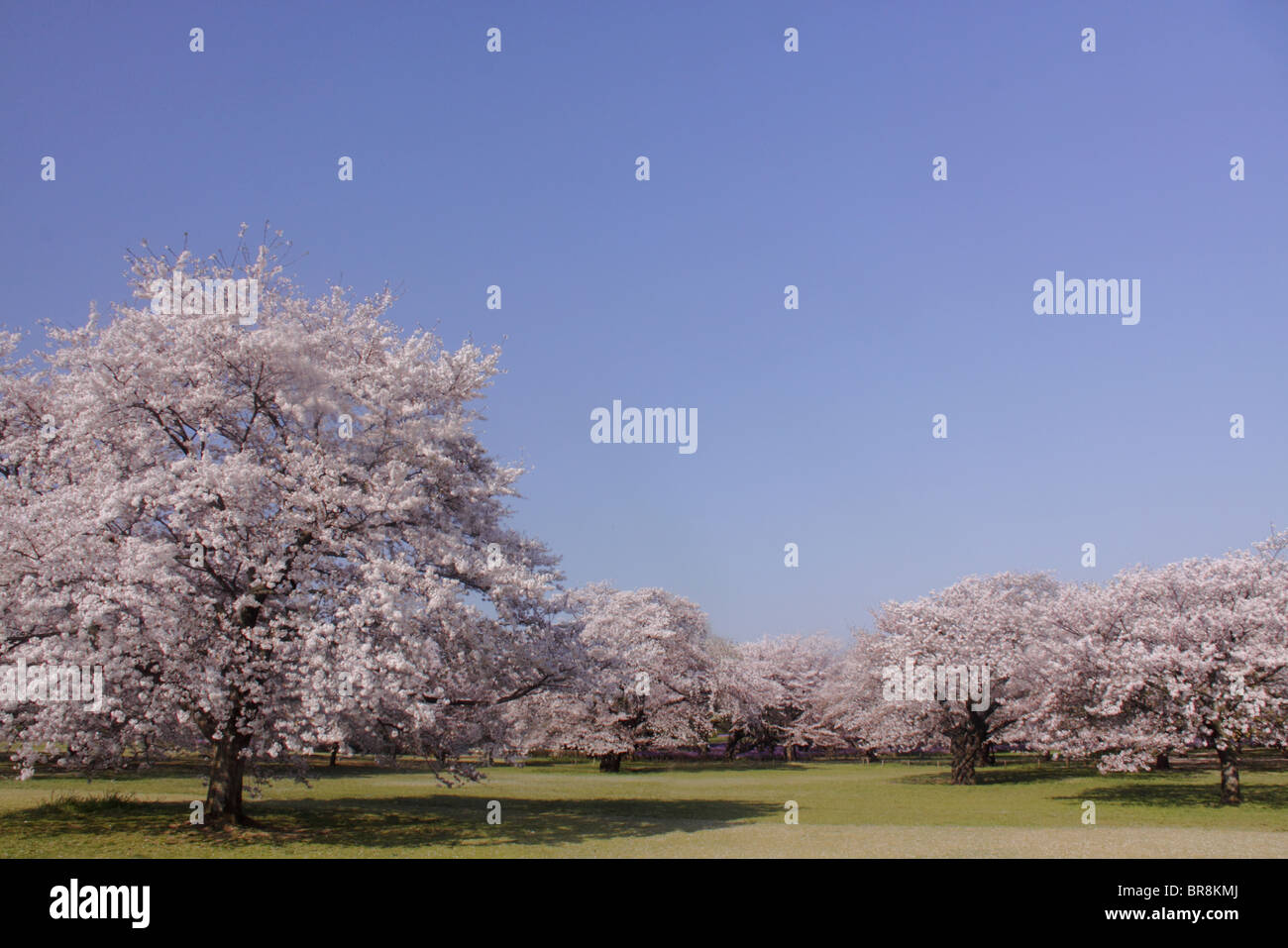 Large flowering cherry tree hi-res stock photography and images - Alamy