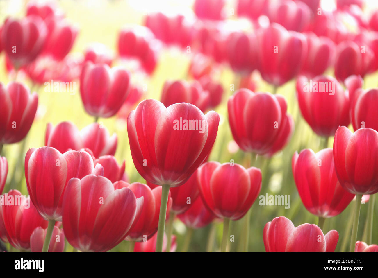 Tulips Group High Resolution Stock Photography and Images - Alamy