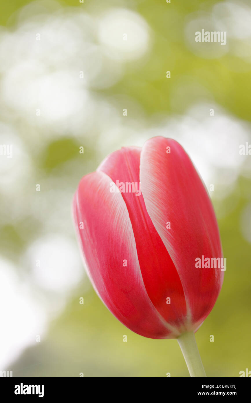 Tulip close ups hi-res stock photography and images - Alamy