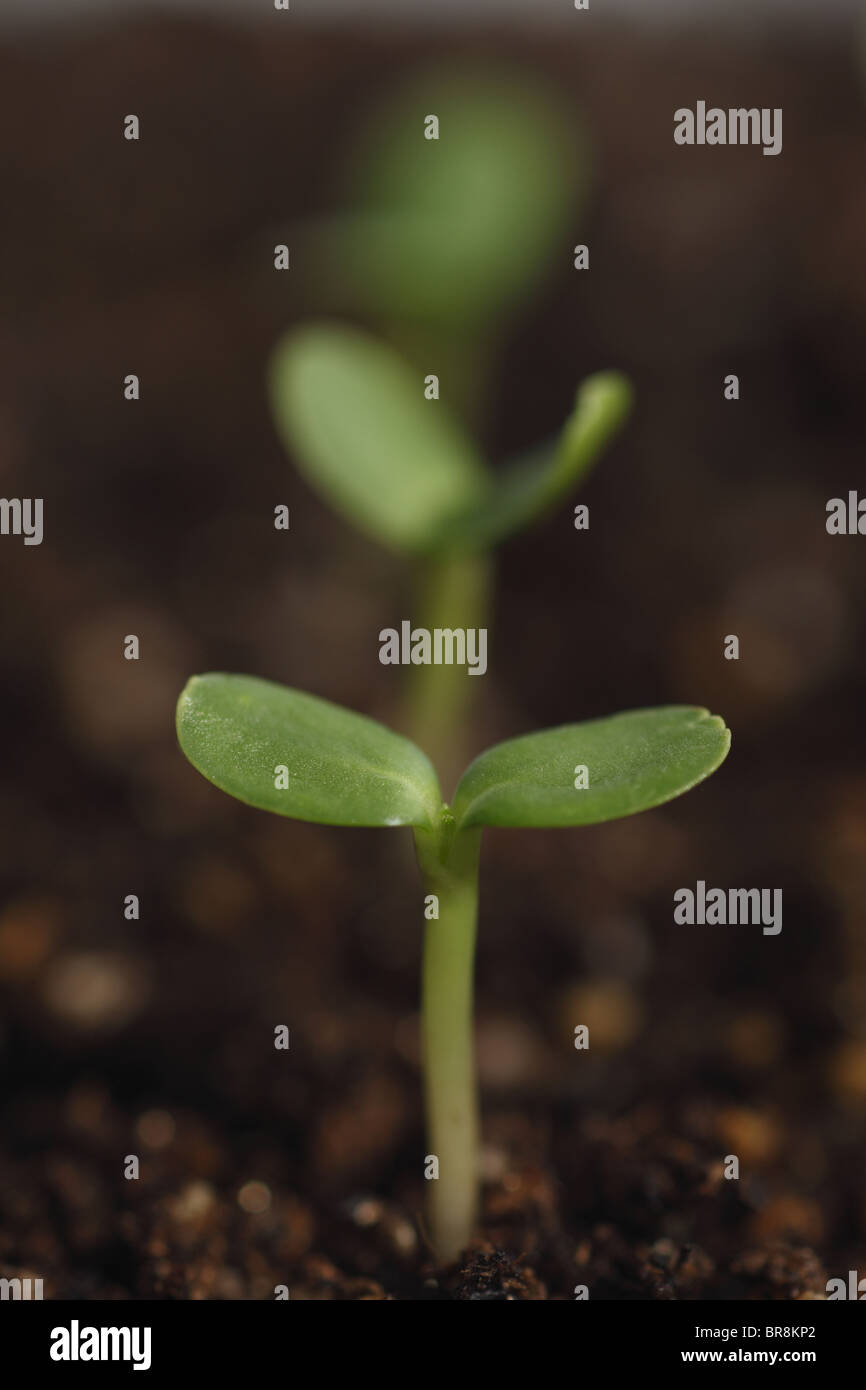 Sapling hi-res stock photography and images - Alamy