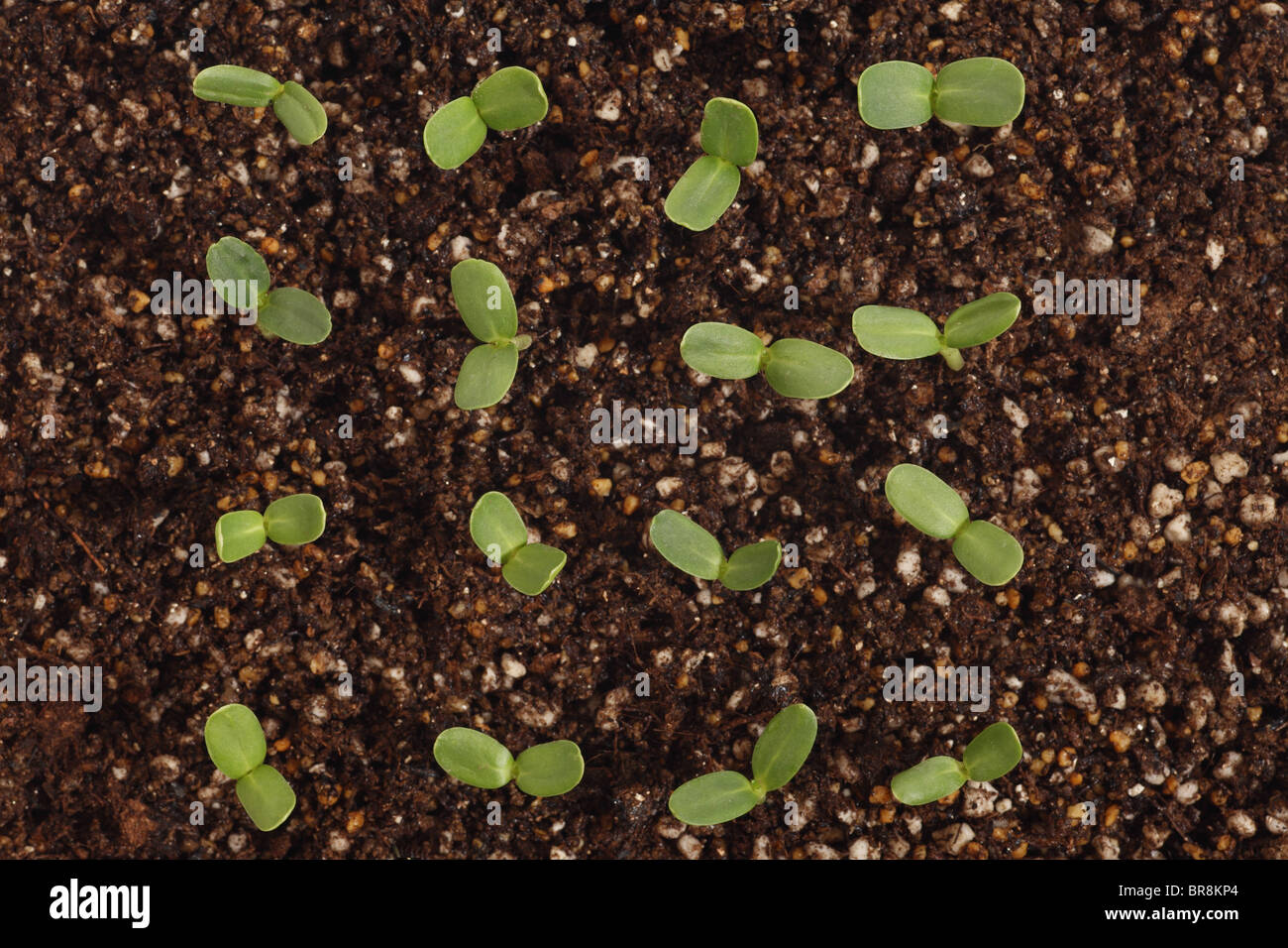 Group of saplings hi-res stock photography and images - Alamy