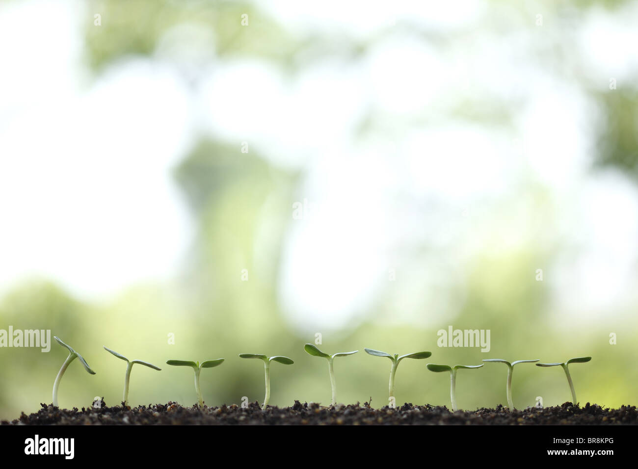 Group of saplings hi-res stock photography and images - Alamy