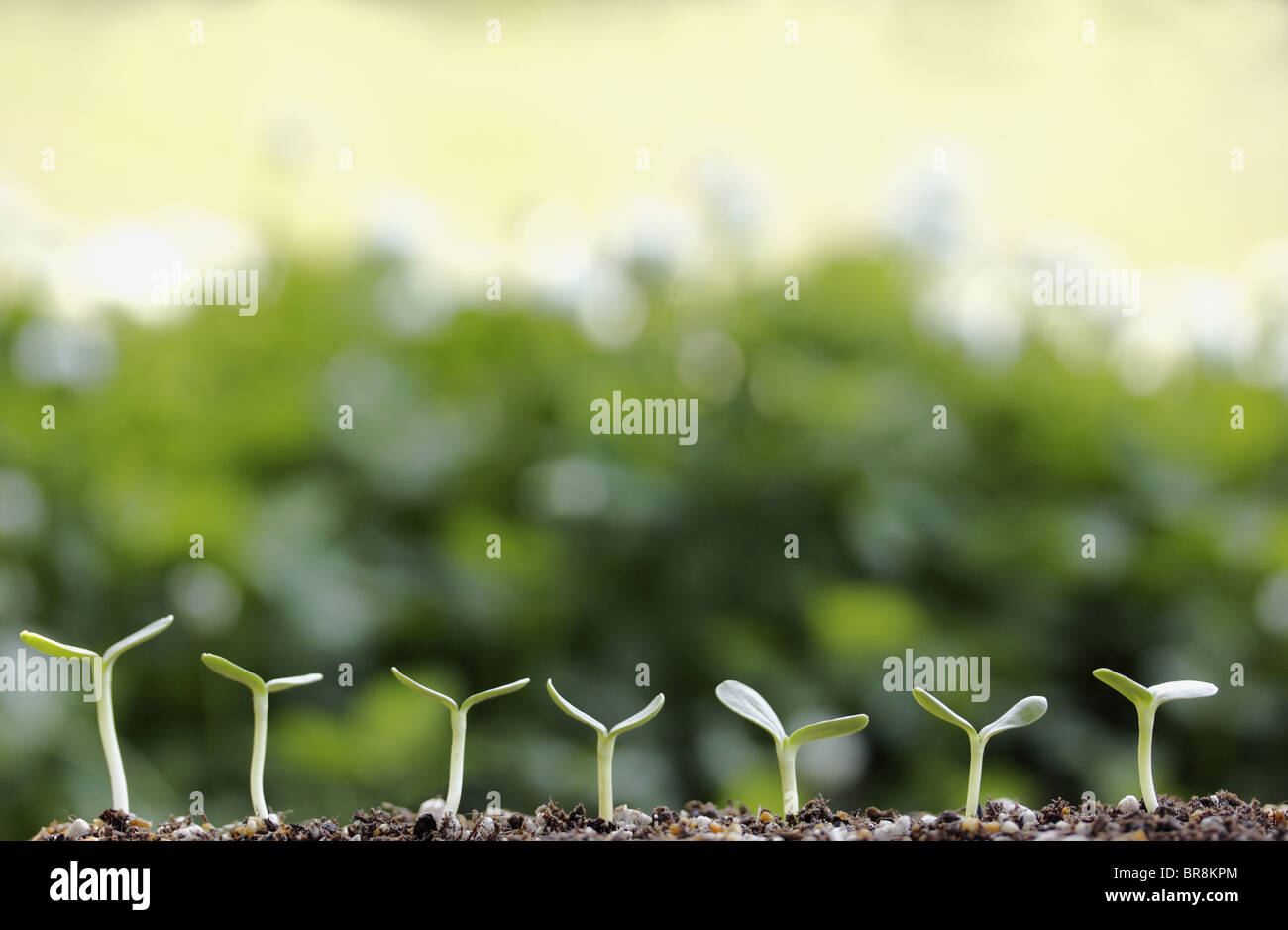 Group of saplings hi-res stock photography and images - Alamy