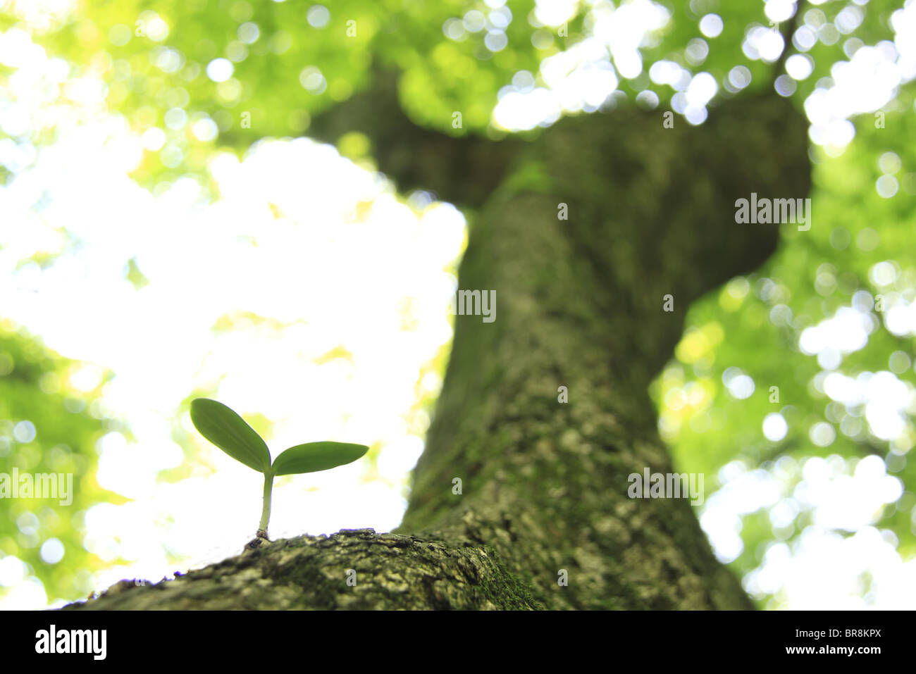 Sapling and trunk hi-res stock photography and images - Alamy