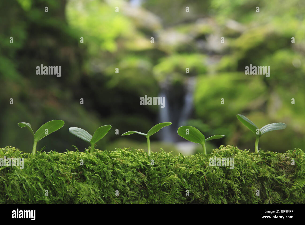 Saplings in moss hi-res stock photography and images - Alamy