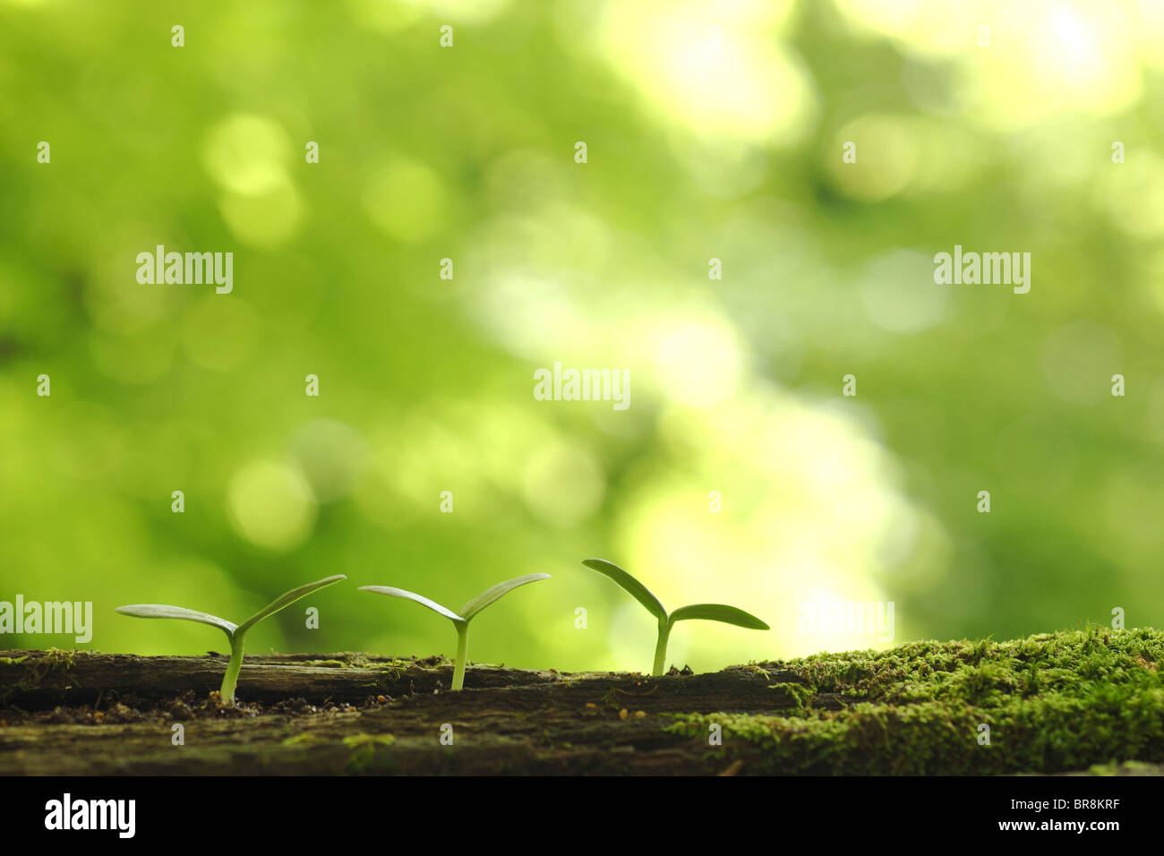 Saplings in moss hi-res stock photography and images - Alamy