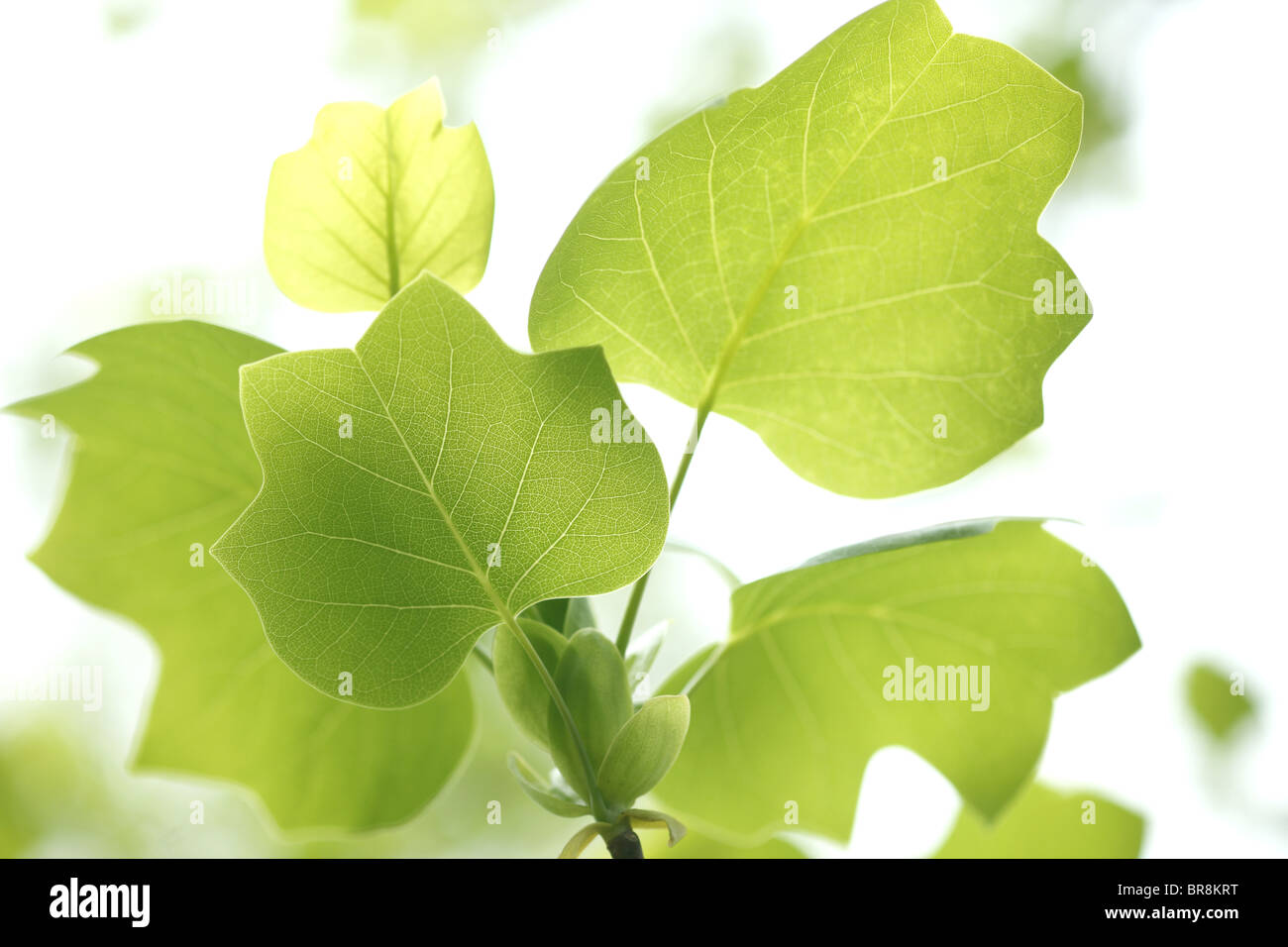 Tulip tree leaf hi-res stock photography and images - Alamy
