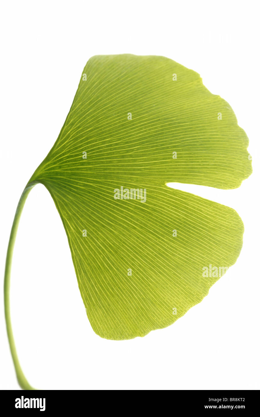 Gingkoes hi-res stock photography and images - Alamy
