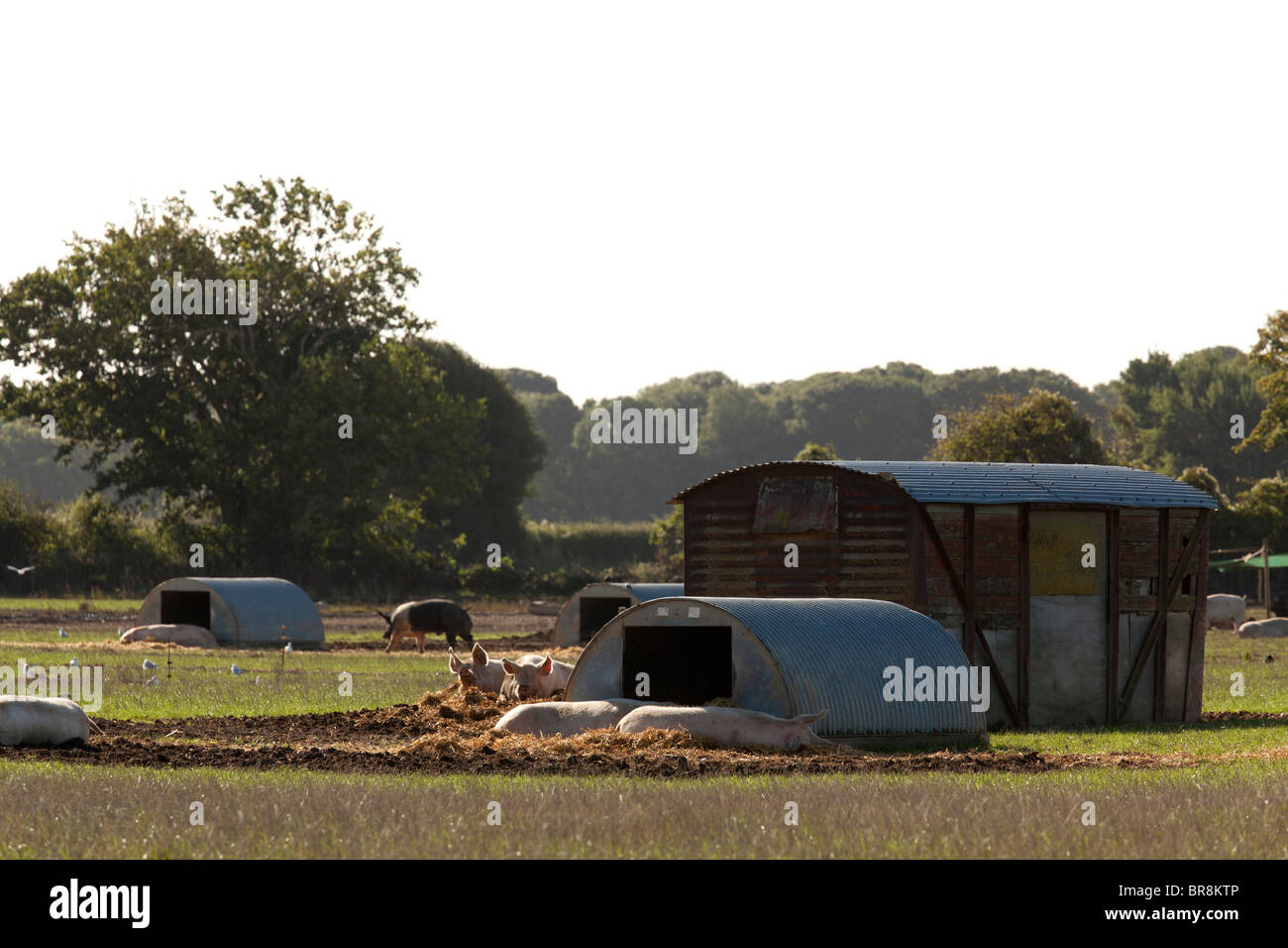 Pig gloucestershire old spot hi-res stock photography and images - Alamy