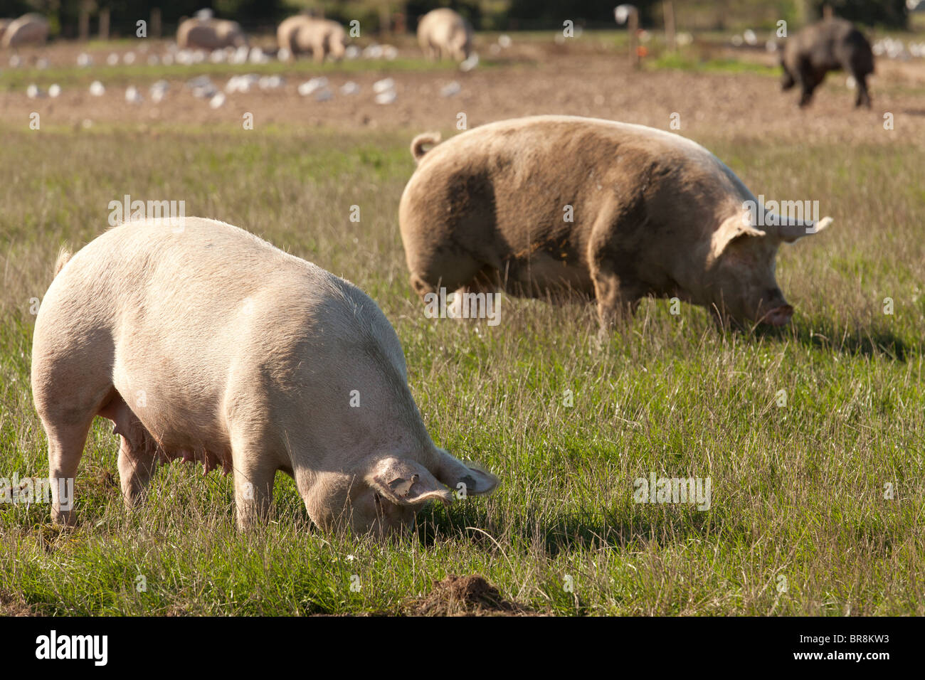 Outdoor pigs hi-res stock photography and images - Alamy