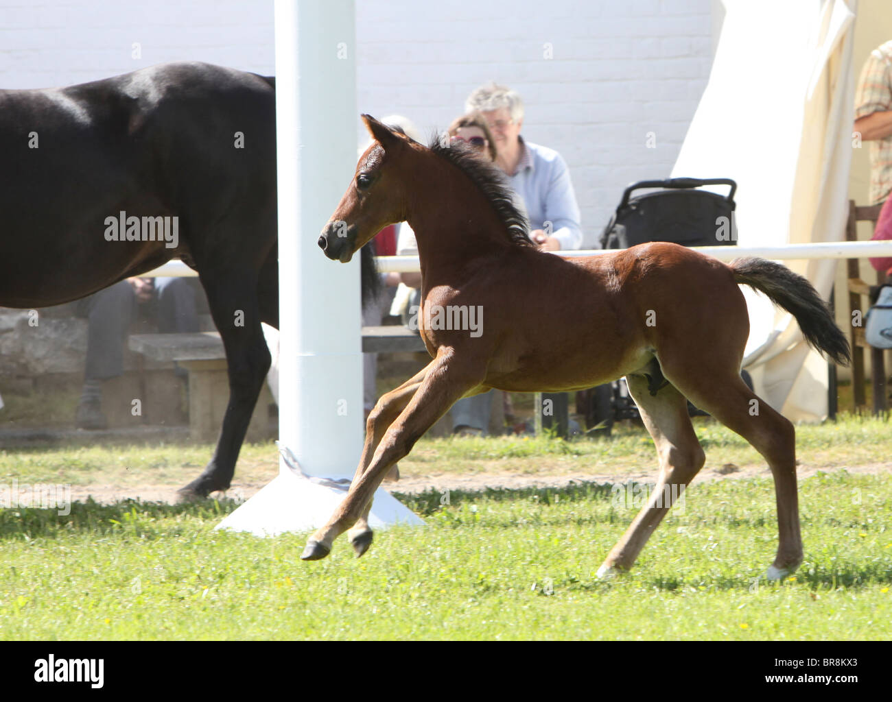 Very young Morgan Horse colt foal cantering Stock Photo - Alamy