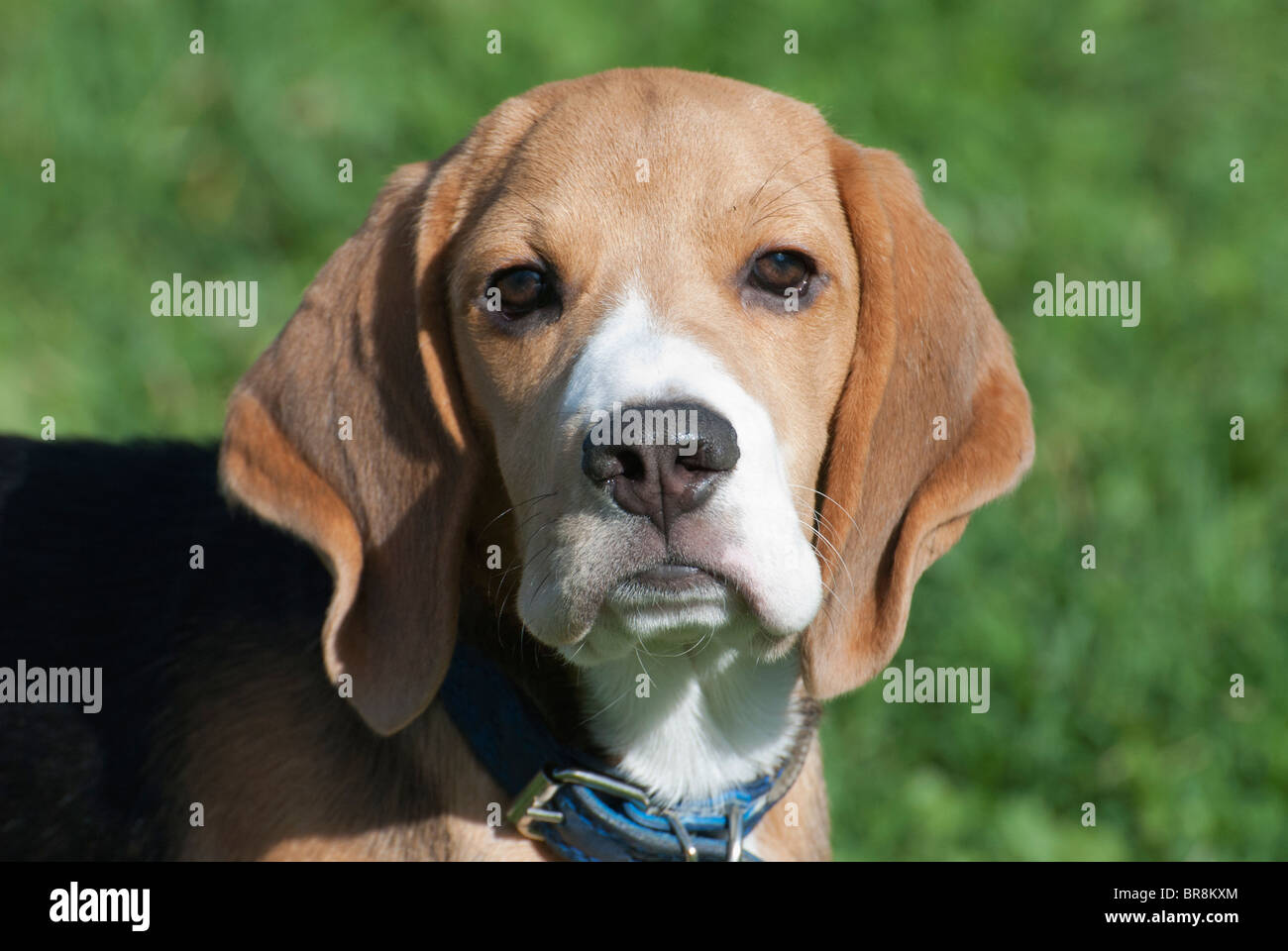 Beagle face hi-res stock photography and images - Alamy