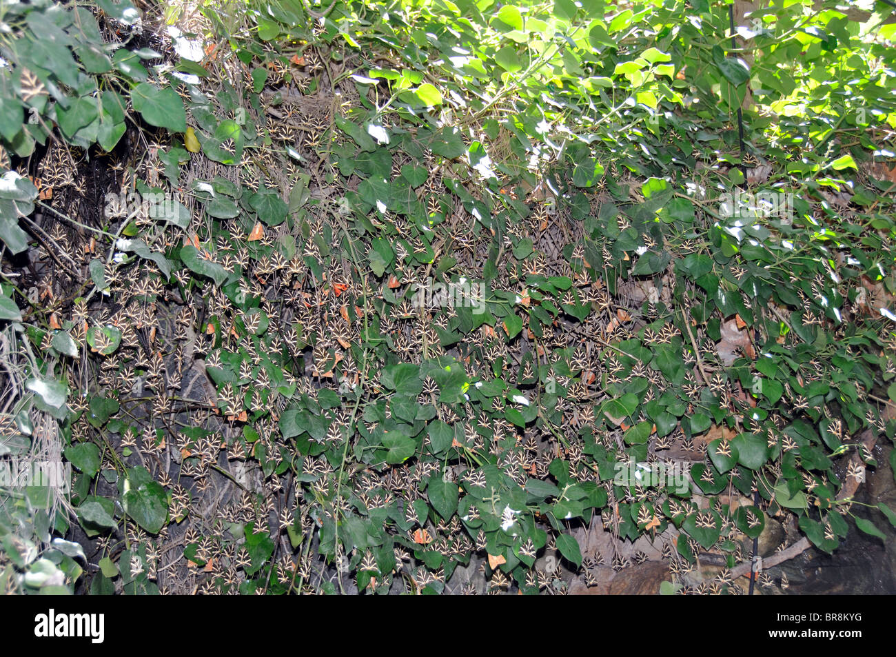 Petaloudes greece hi-res stock photography and images - Alamy