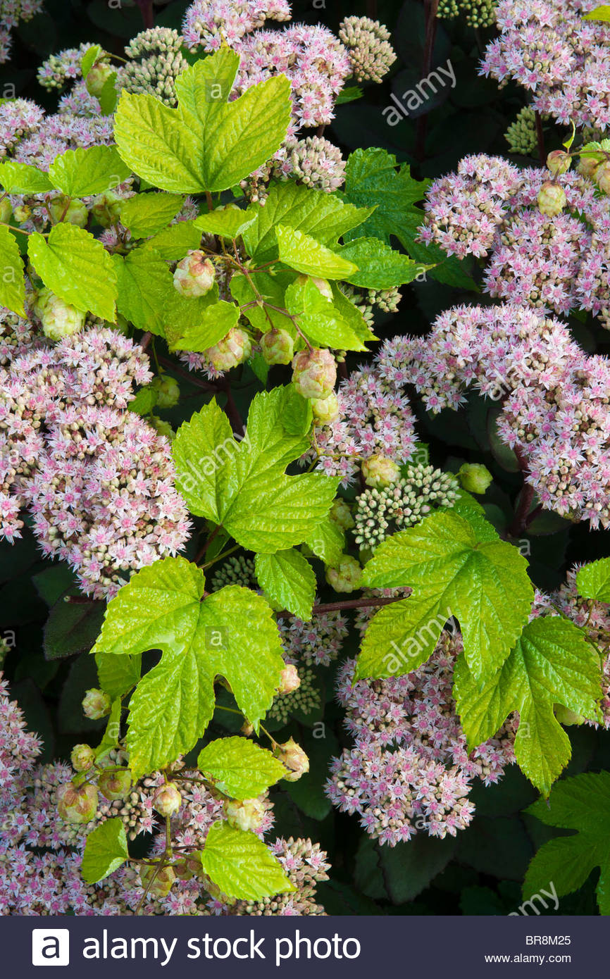 Sedum Matrona Stock Photos & Sedum Matrona Stock Images - Alamy