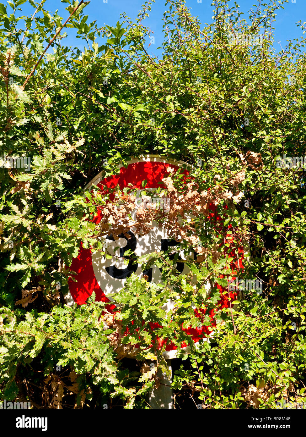 Public road width restriction warning sign hidden by overgrown hedge ...