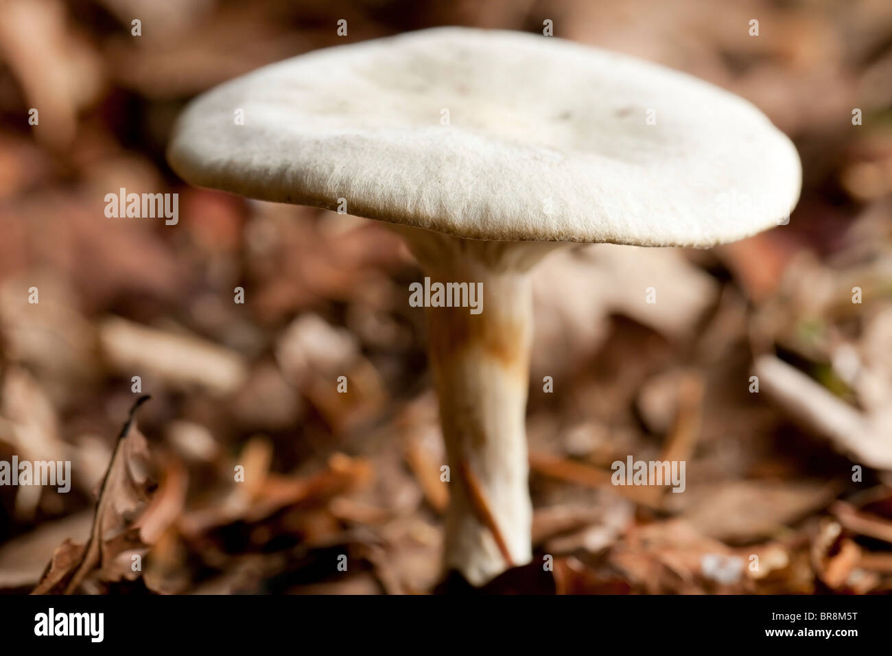 Aniseed toadstool (Clitocybe odora Stock Photo - Alamy