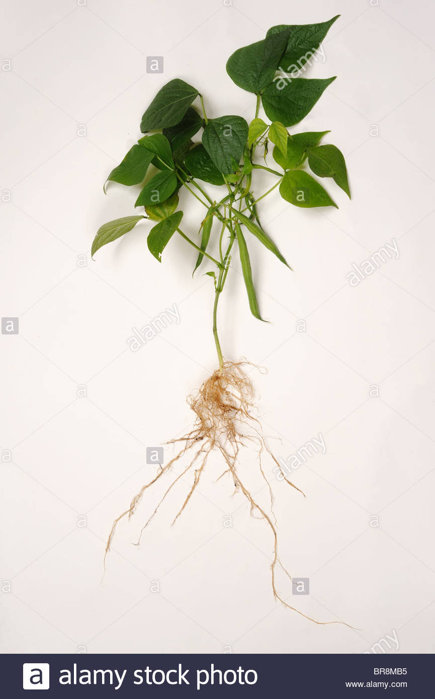Plant Roots Stock Photos & Plant Roots Stock Images - Alamy