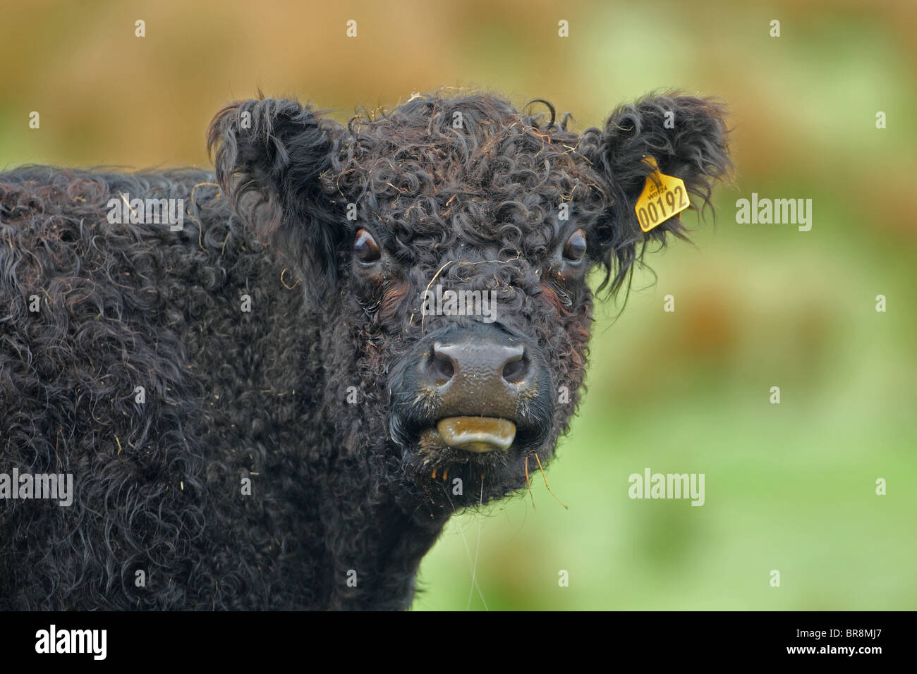 Galloway cattle scotland united kingdom hi-res stock photography and ...