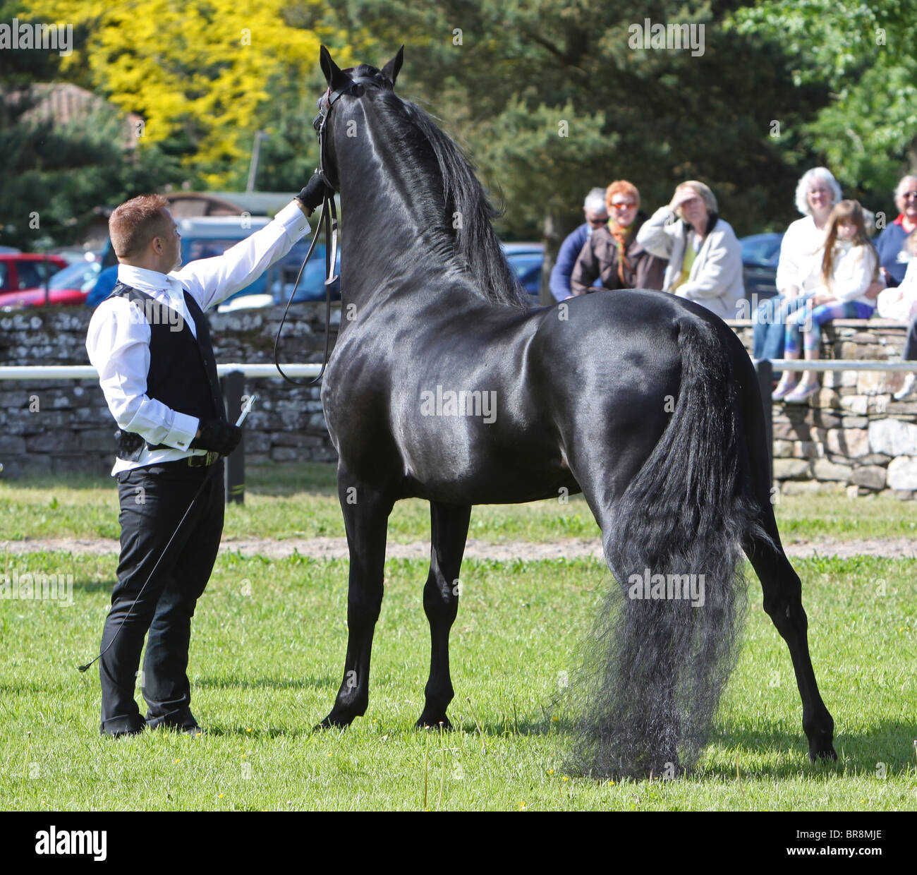 Black Morgan Horse stallion standing proudly Stock Photo - Alamy