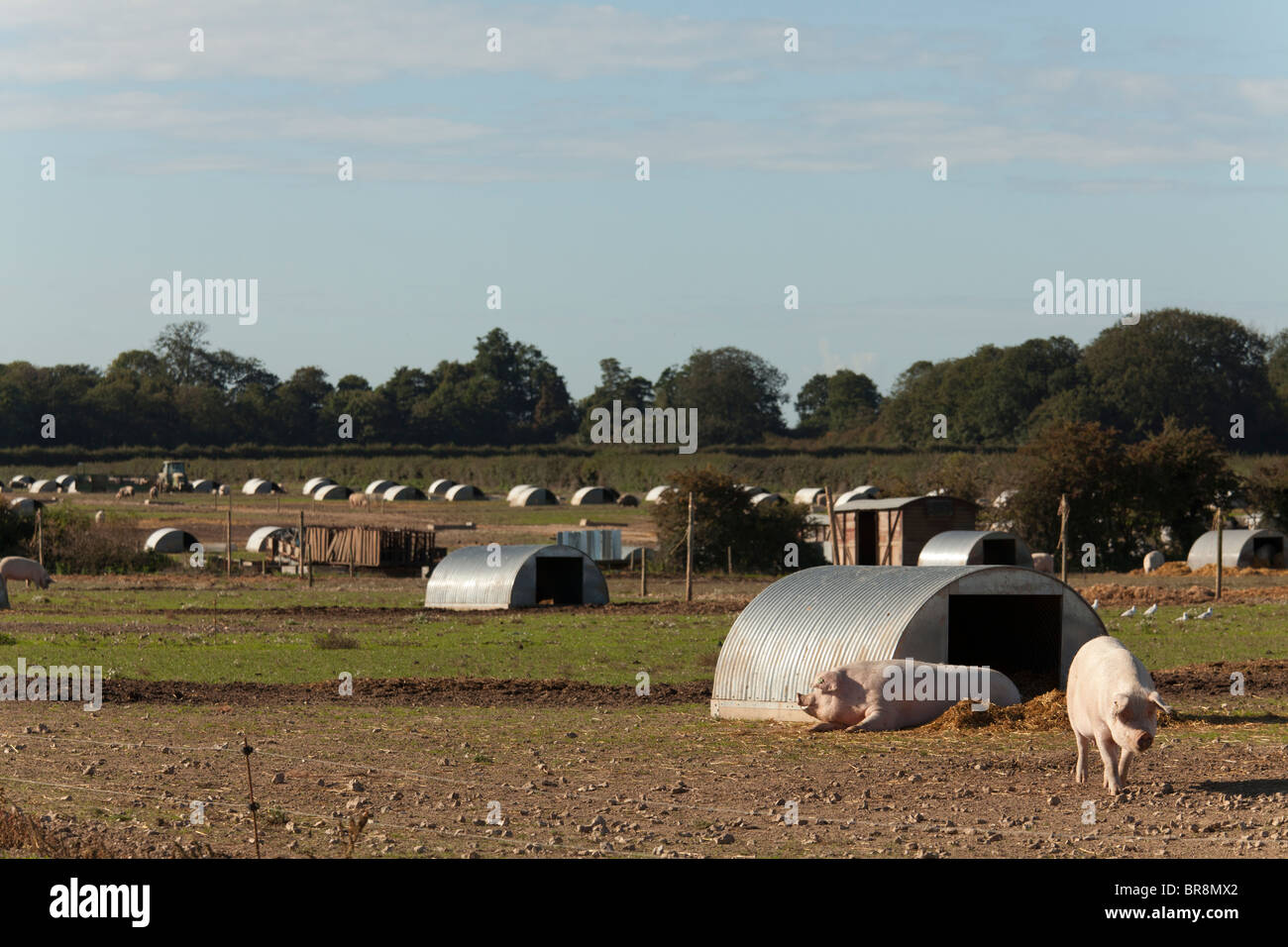 Outdoor reared free range gloucester old spot pigs on a farm with huts ...