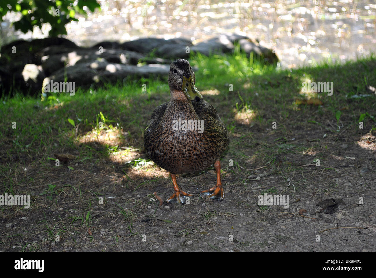a female duck waddling in the summer sunshine Stock Photo - Alamy