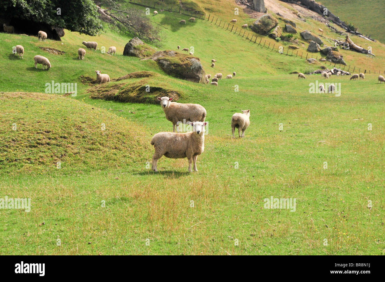 New zealand sheep farming in new zealand agriculture hi-res stock ...