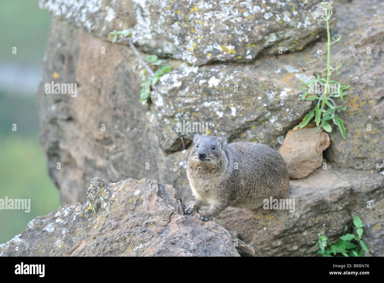 Rock Hyrax - Cape hyrax - Rock dassie - Cape dassie (Procavia capensis ...