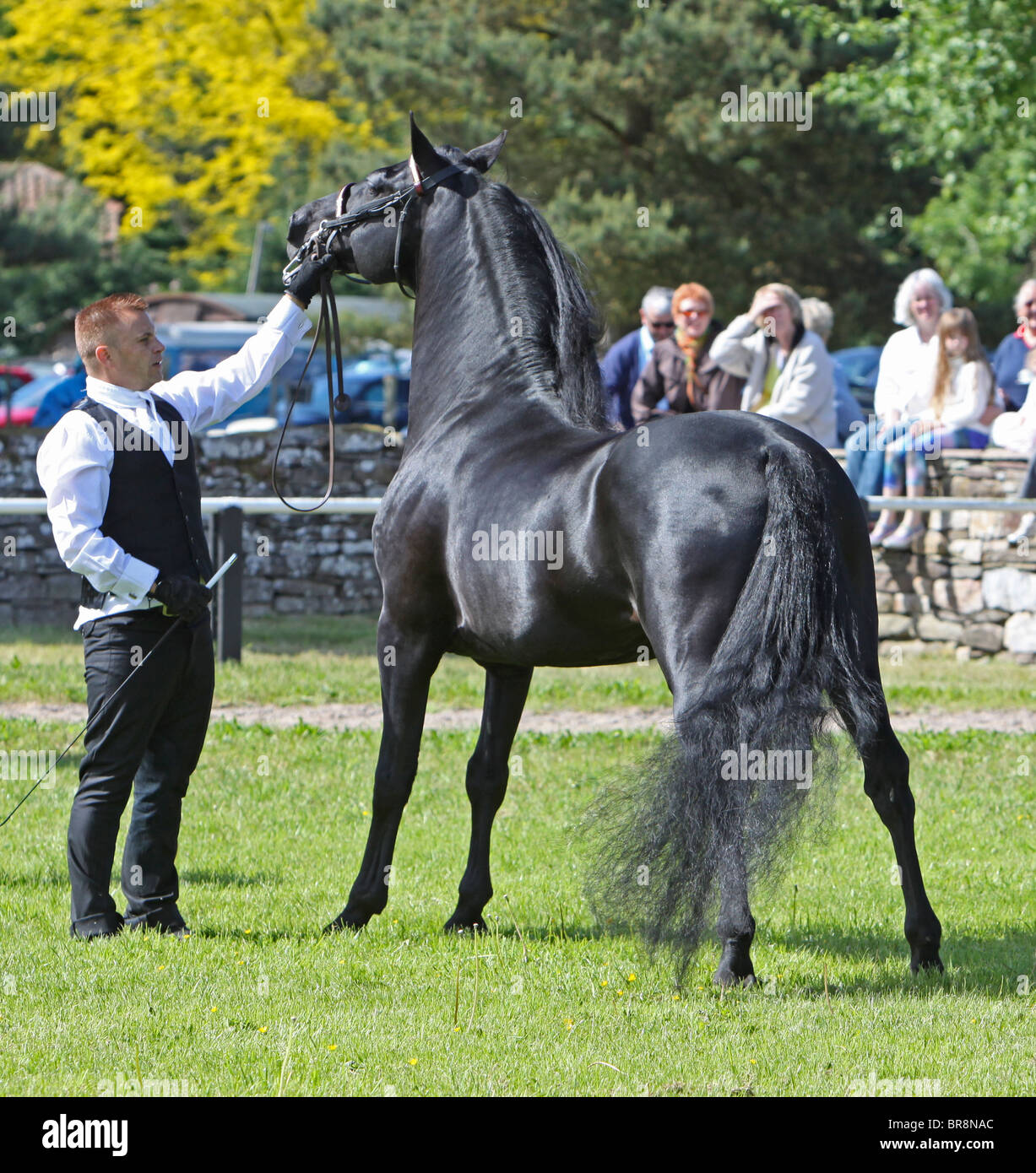 Morgan horse stallion hi-res stock photography and images - Alamy