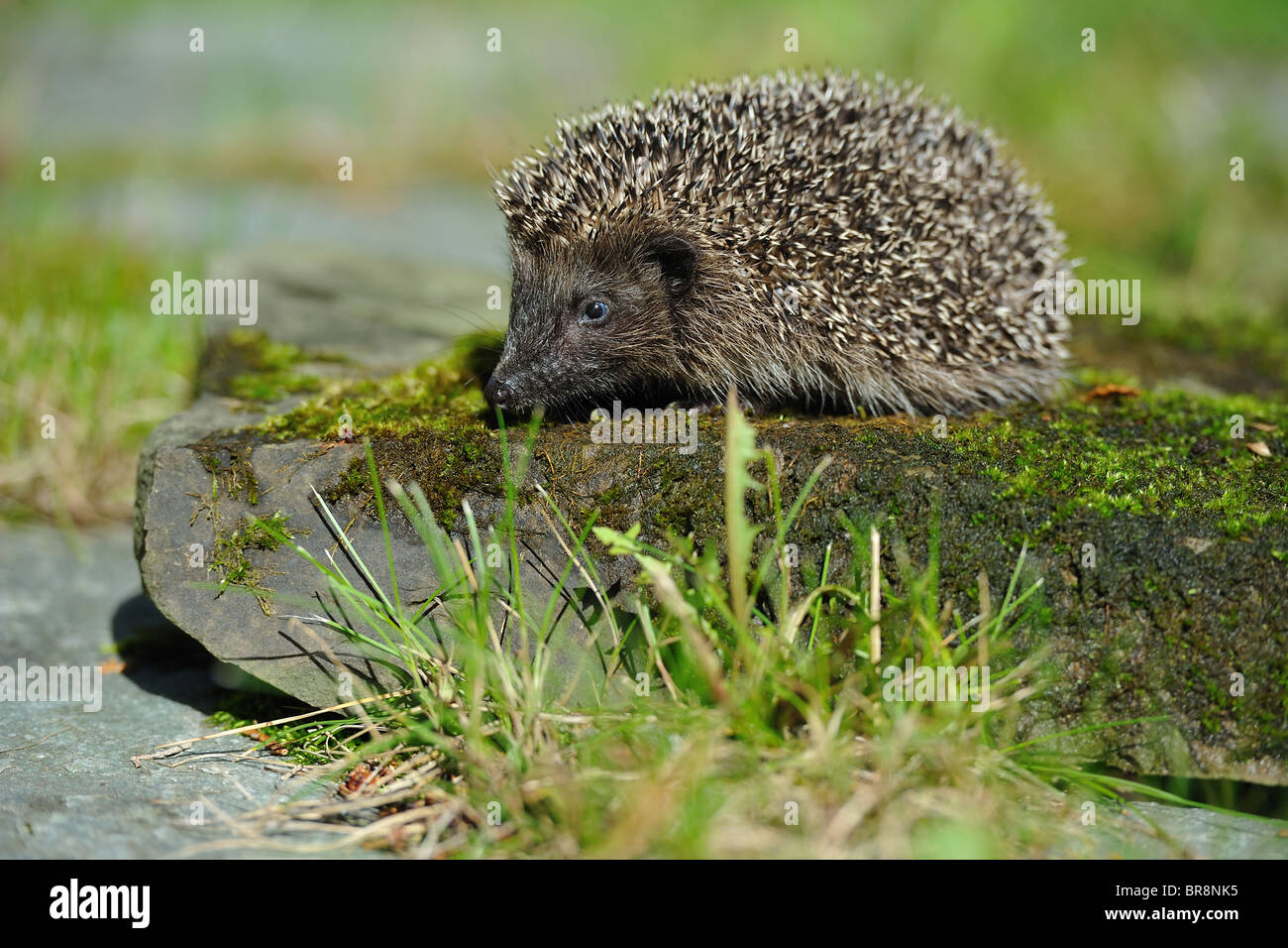 Stone hedgehog hi-res stock photography and images - Alamy